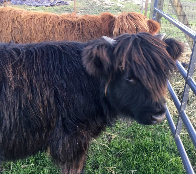 Miniature Scottish Highland Cattle